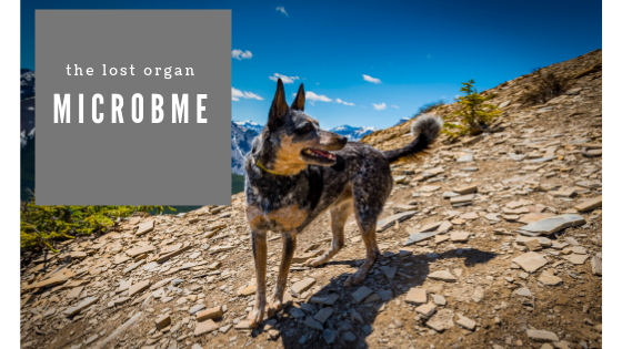 Microbiome (The forgotten lost organ) – Paw Naturals