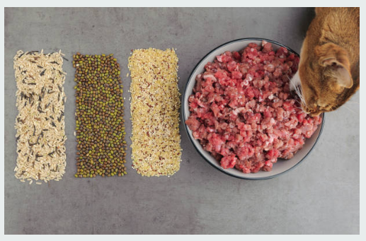 Freeze Dried Raw Cat Food | Frozen Raw Cat Food – Paw Naturals